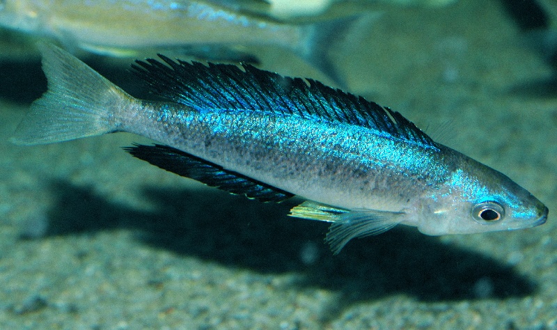 Cichlidy jezera tanganyika | aquarium.cz