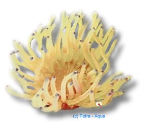 Sasanky | aquarium.cz