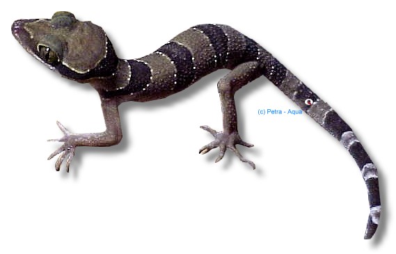 Gekoni | aquarium.cz