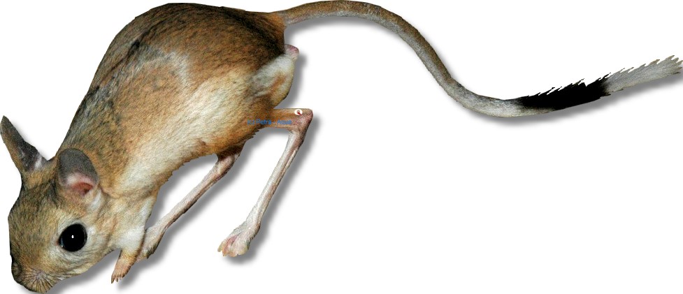 Hlodavci | aquarium.cz