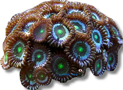 Sasanky | aquarium.cz