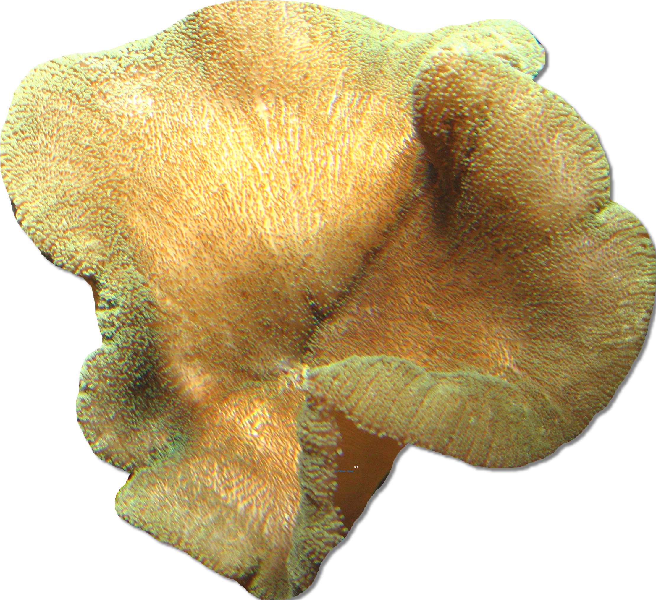 Sasanky | aquarium.cz