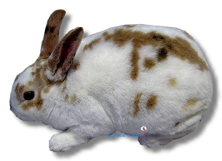 Hlodavci | aquarium.cz