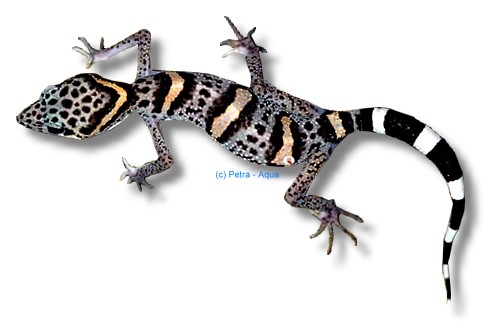 Gekoni | aquarium.cz